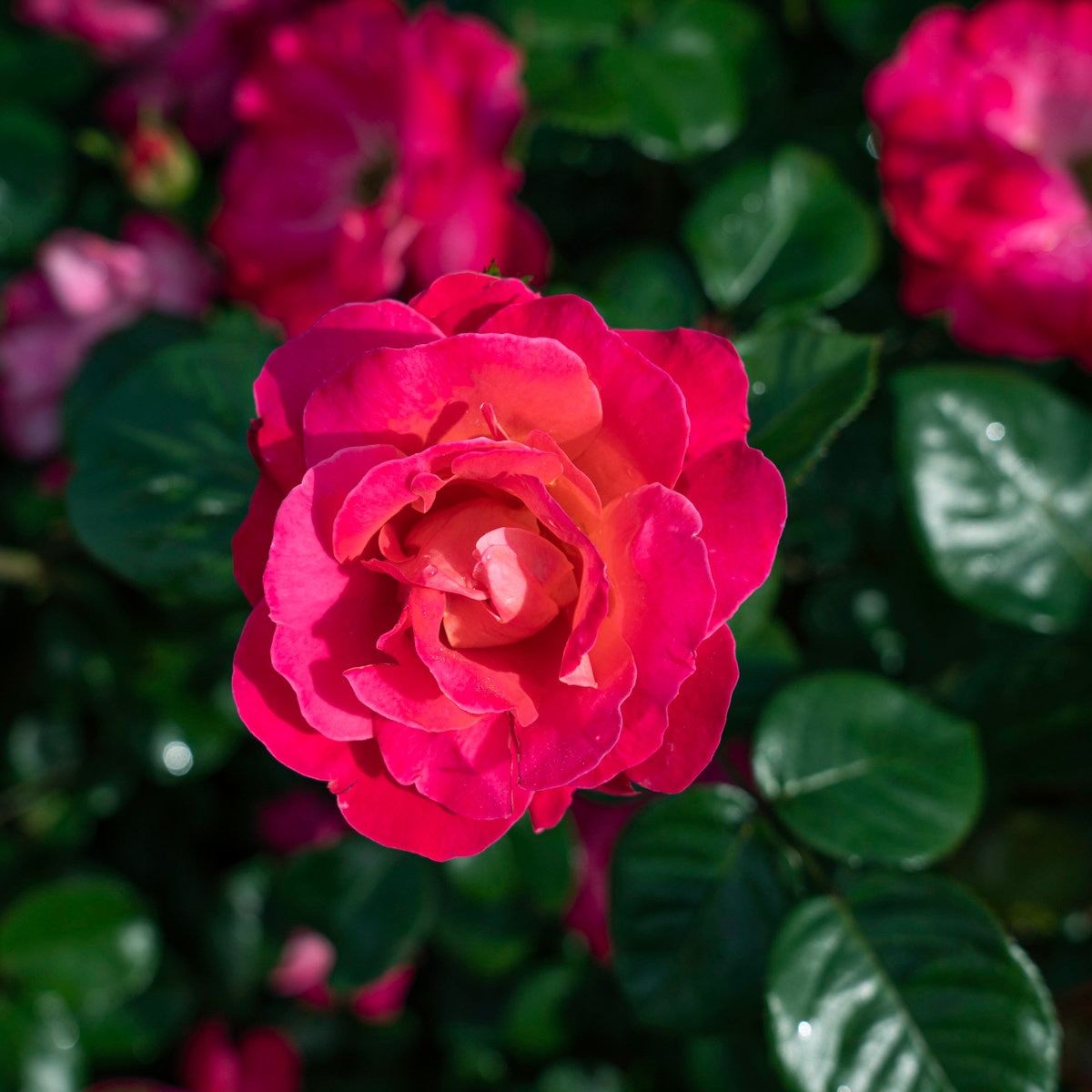 Rosa Floribunda Brick House Pink Portfolio Rose | SiteOne