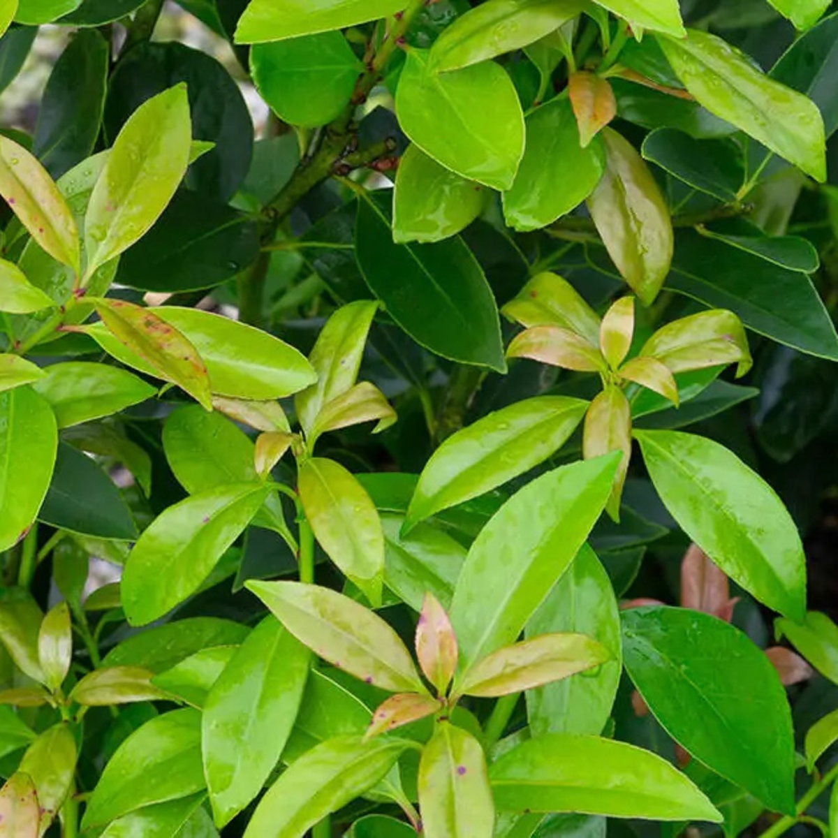 Ilex Integra X Latifolia 'Screen Play' Holly | SiteOne