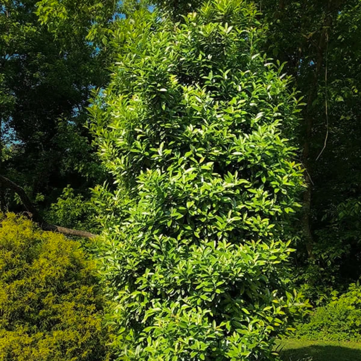 Ilex Integra X Latifolia Screen Play Holly | SiteOne