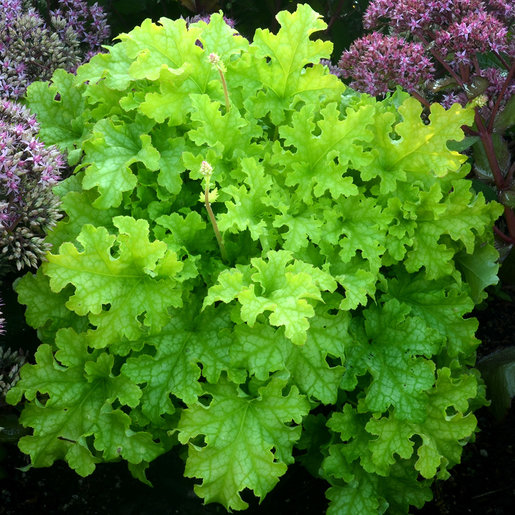 Heuchera X Lime Ruffles Portfolio Coral Bells | SiteOne