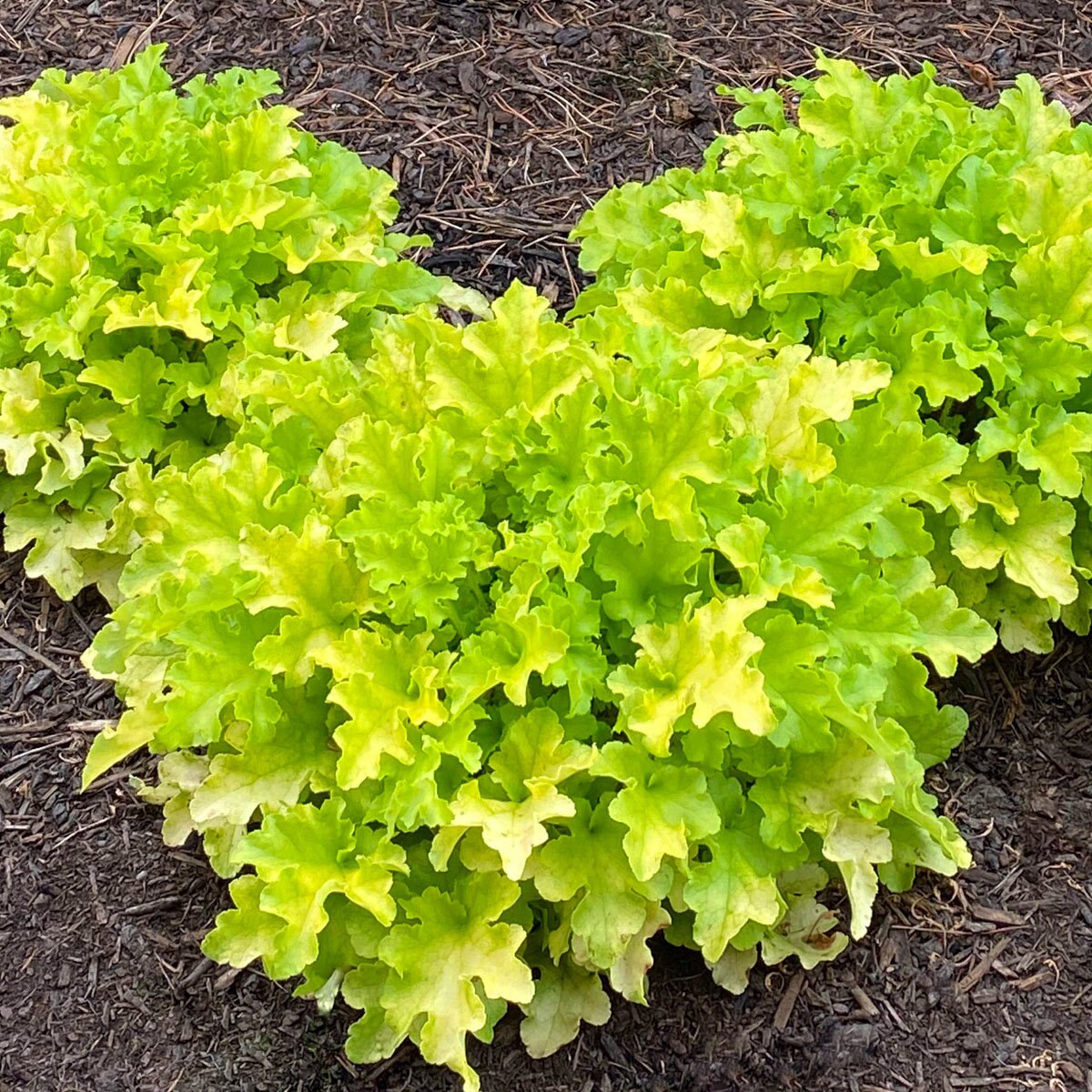 Heuchera X Lime Ruffles Portfolio Coral Bells | SiteOne