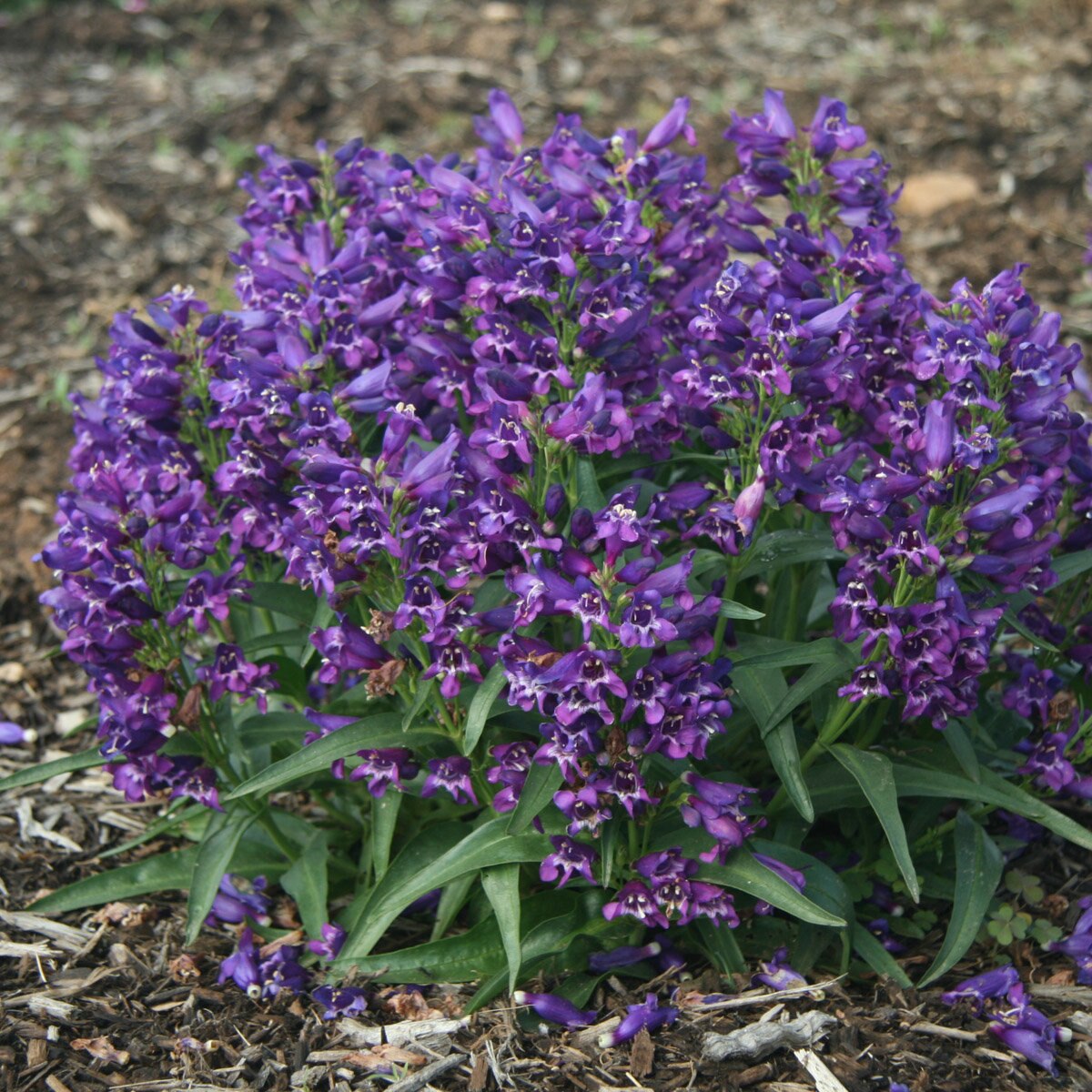 Penstemon Barbatus Rock Candy Purple Portfolio Beard To | SiteOne
