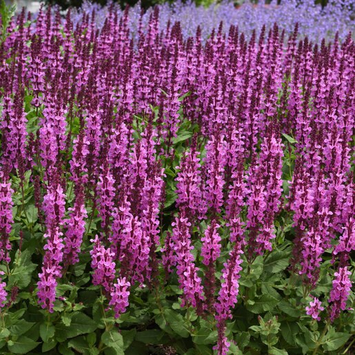 Salvia Nemorosa Rose Marvel Portfolio Woodland Sage | SiteOne