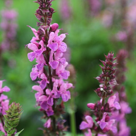 Salvia Nemorosa Rose Marvel Portfolio Woodland Sage | SiteOne