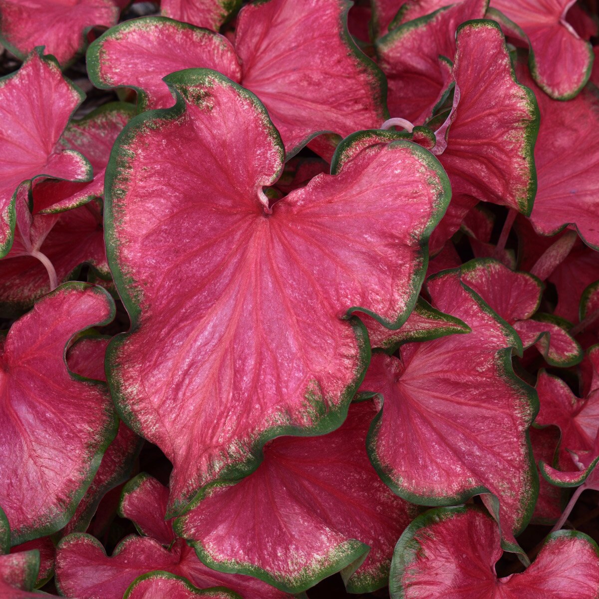 Caladium X Hortulanum Flare Portfolio Strap Leaf Angel | SiteOne