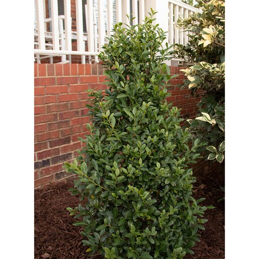 Ilex X Aim High Arrow Point Portfolio Holly | SiteOne