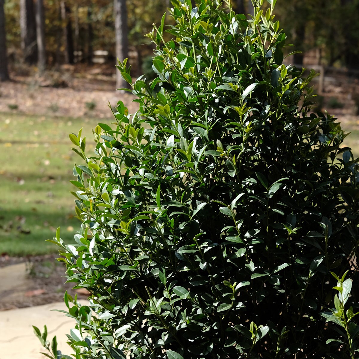 Ilex X Aim High Arrow Point Portfolio Holly | SiteOne
