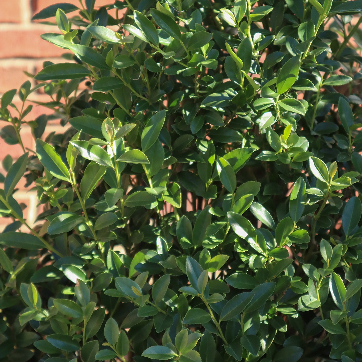 Ilex X Aim High Arrow Point Portfolio Holly | SiteOne