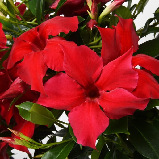 Mandevilla Sanderi Summerstar New Red Portfolio Mandevi | SiteOne