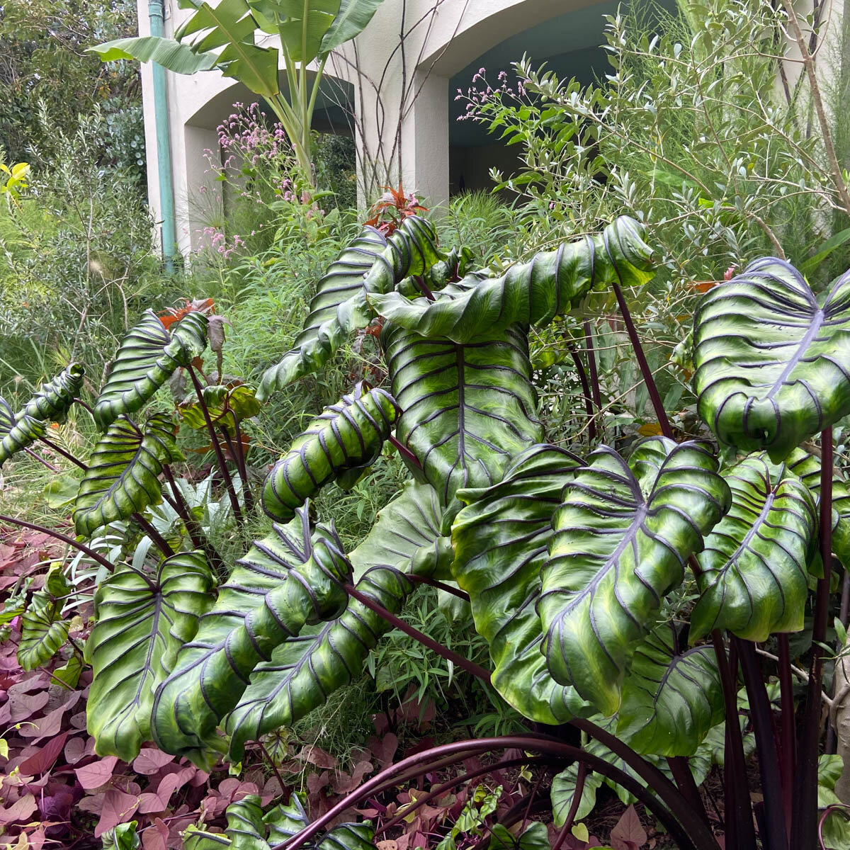 Colocasia X Pharaohs Mask Portfolio Elephant Ear | SiteOne