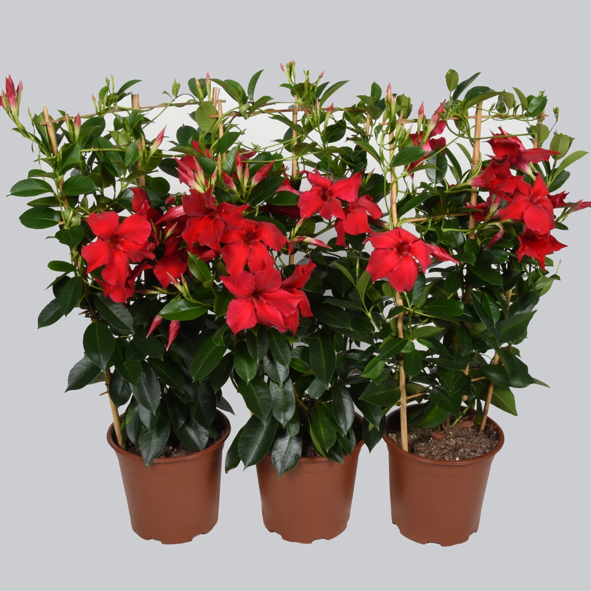 Mandevilla Sanderi Summerstar New Red Portfolio Mandevi | SiteOne