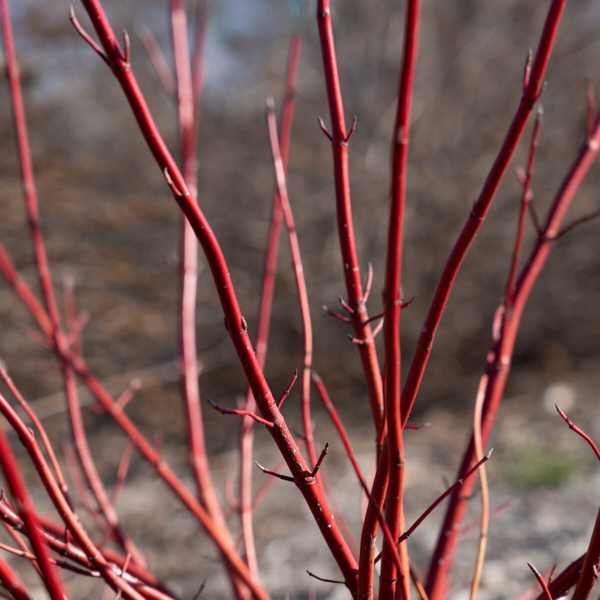 Cornus Sericea Winter Spark Portfolio Red Twig Dogwood | SiteOne