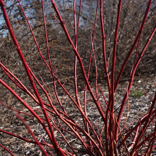 Cornus Sericea Winter Spark Portfolio Red Twig Dogwood | SiteOne