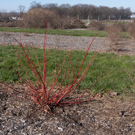 Cornus Sericea Winter Spark Portfolio Red Twig Dogwood | SiteOne