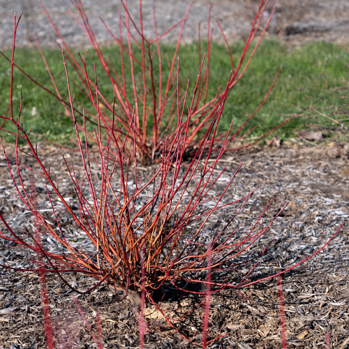 Cornus Sericea Winter Spark Portfolio Red Twig Dogwood | SiteOne