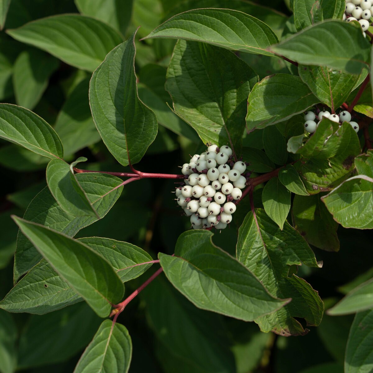 Cornus Sericea Winter Spark Portfolio Red Twig Dogwood | SiteOne