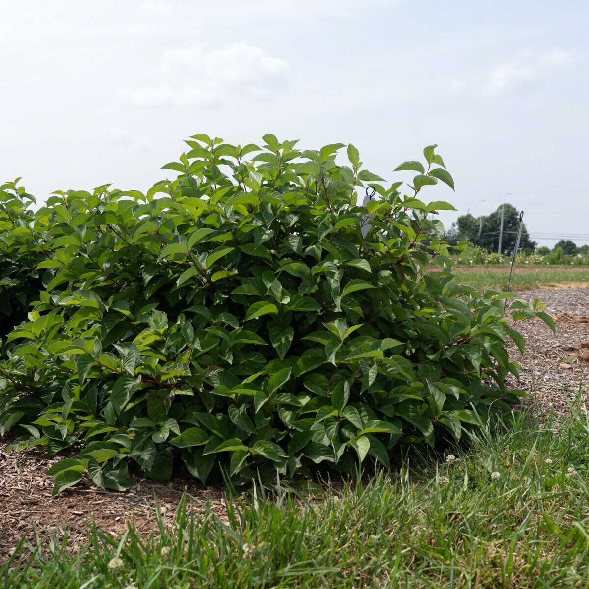 Cornus Sericea Winter Spark Portfolio Red Twig Dogwood | SiteOne