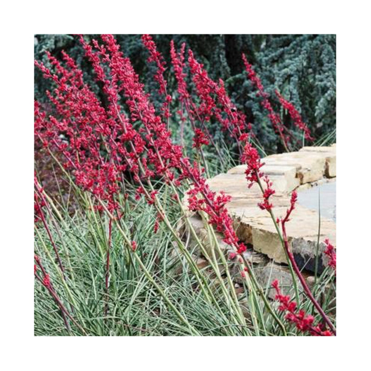 Hesperaloe Parviflora Ruby Red Portfolio Red Yucca | SiteOne