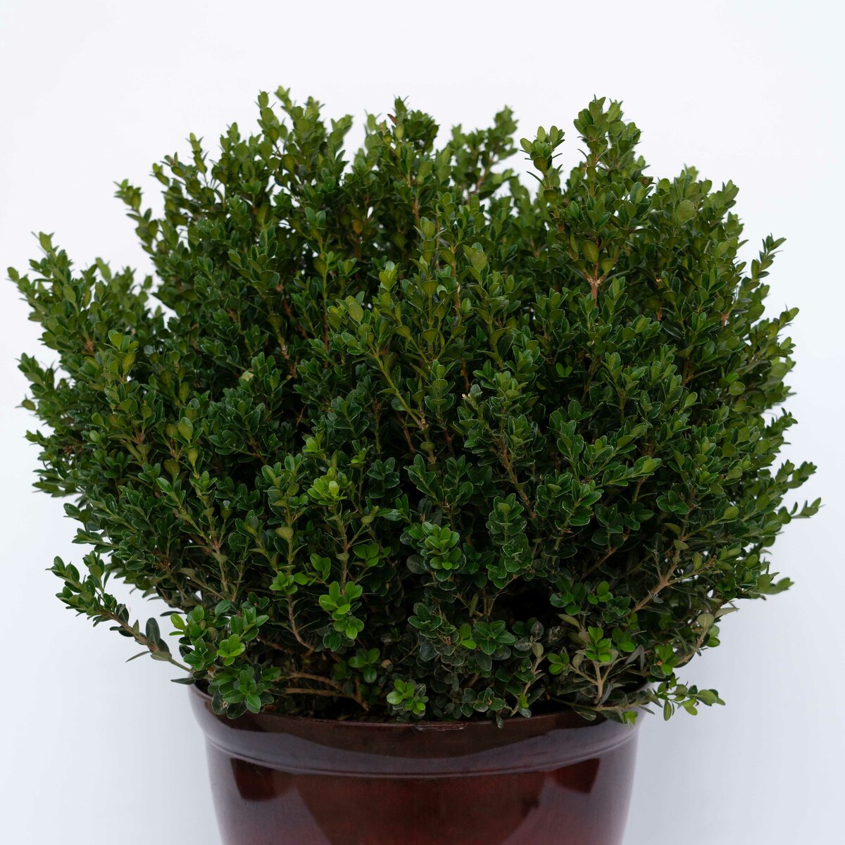 Buxus Microphylla Little Mister Portfolio Boxwood | SiteOne