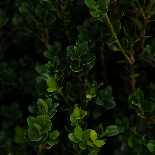 Buxus Microphylla Little Mister Portfolio Boxwood | SiteOne