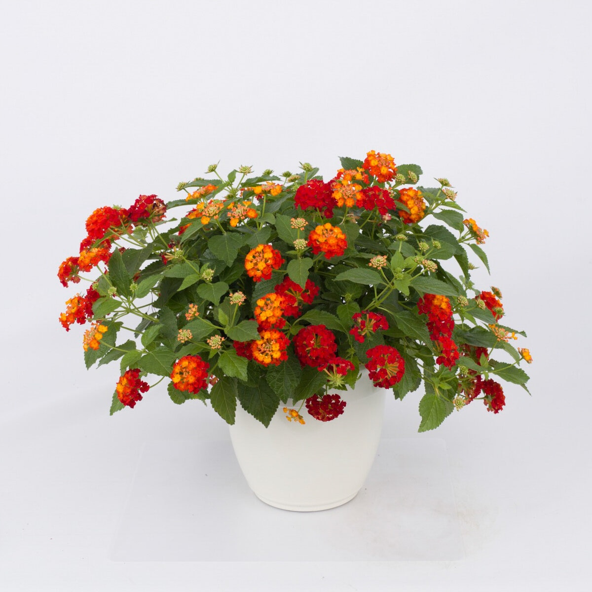 Lantana Camara Bandana Red Lantana | SiteOne