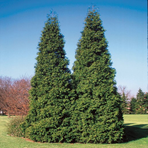 Thuja Plicata Spring Grove Western Red Cedar | SiteOne