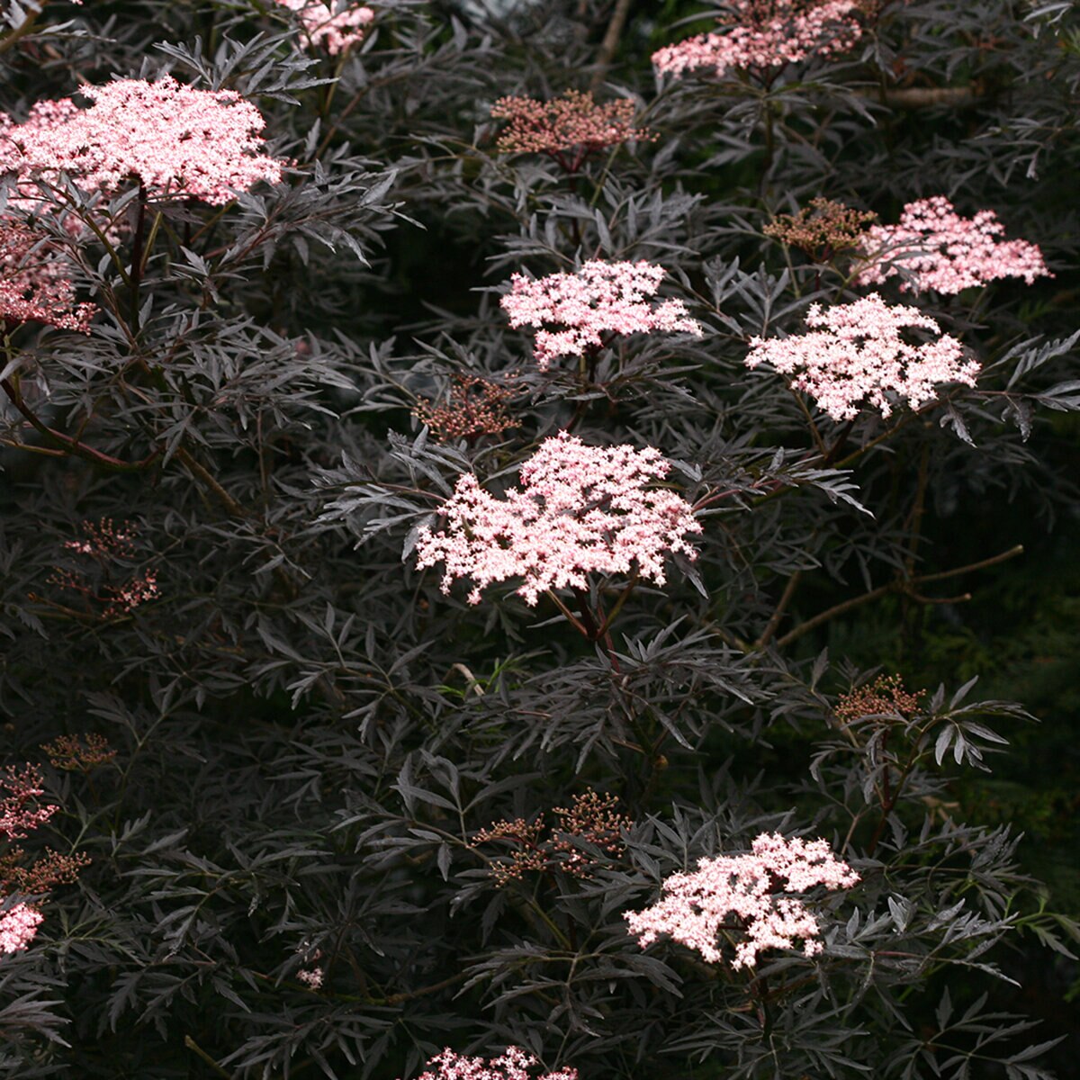 Sambucus Nigra Color Choice Black Lace Elderberry | SiteOne