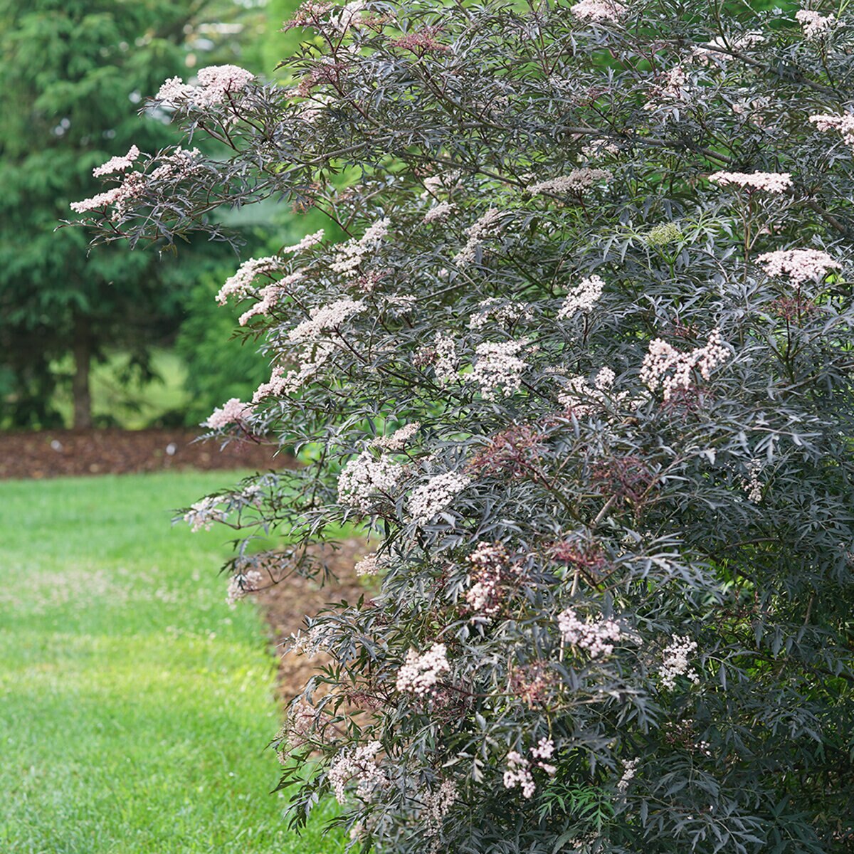 Sambucus Nigra Color Choice Black Lace Elderberry | SiteOne