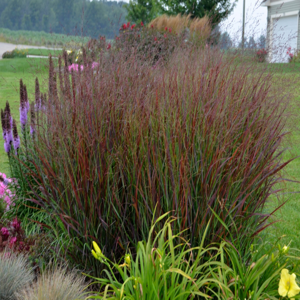 Panicum Virgatum Prairie Winds Cheyenne Sky Switch Gras | SiteOne
