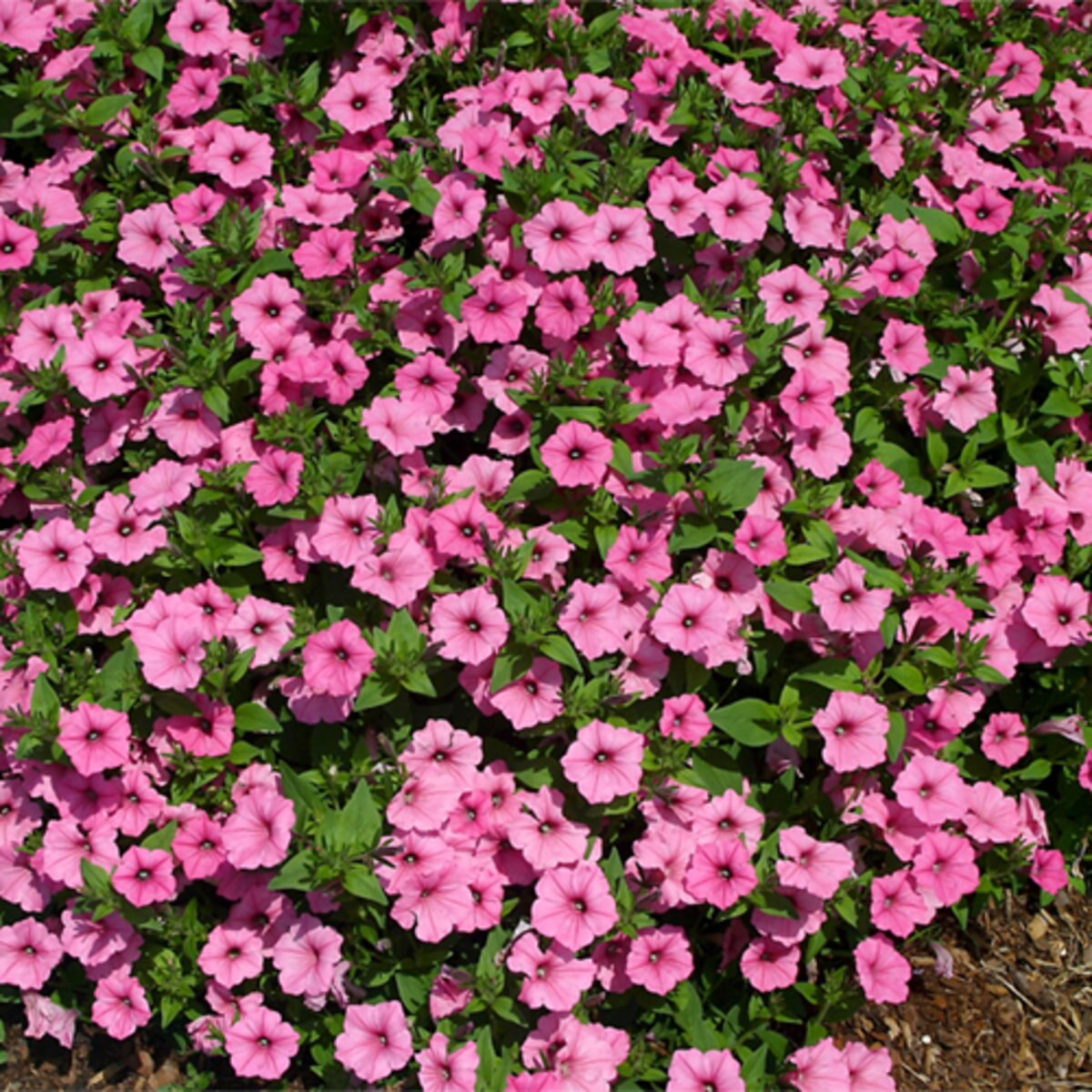 Petunia X Hybrida Supertunia Vista Bubblegum Petunia | SiteOne