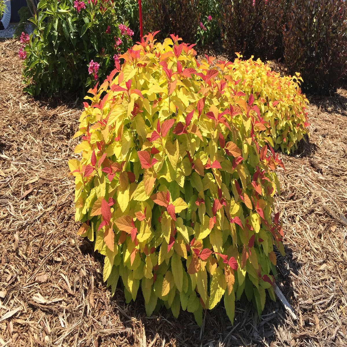 Spiraea Japonica Double Play Candy Corn Spirea | SiteOne
