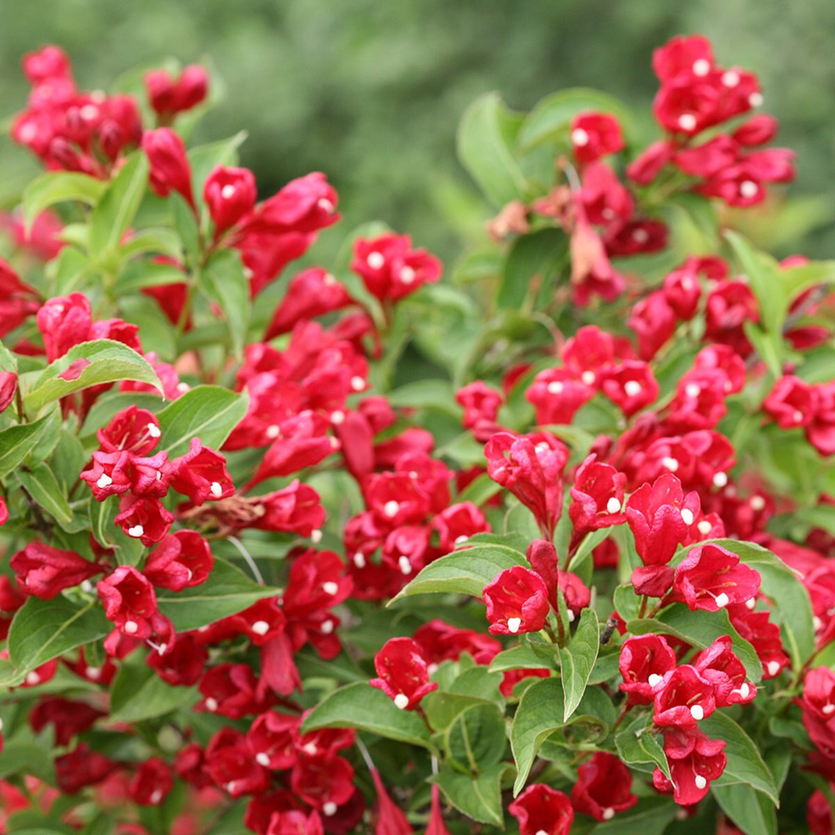 Weigela Florida Sonic Bloom Red Weigela | SiteOne