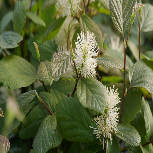 Fothergilla X Intermedia Legend of the Fall Fothergilla | SiteOne