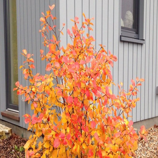 Fothergilla X Intermedia Legend of the Fall Fothergilla | SiteOne