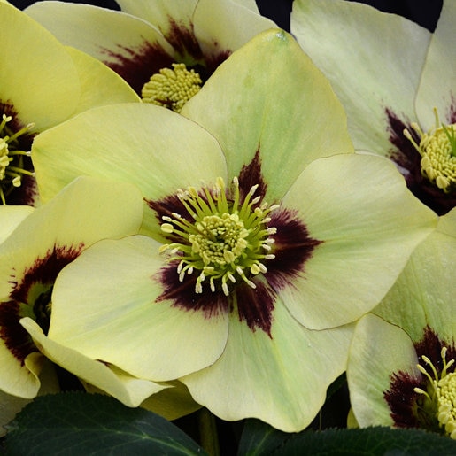 Helleborus X Honeymoon Spanish Flare Lenten Rose | SiteOne