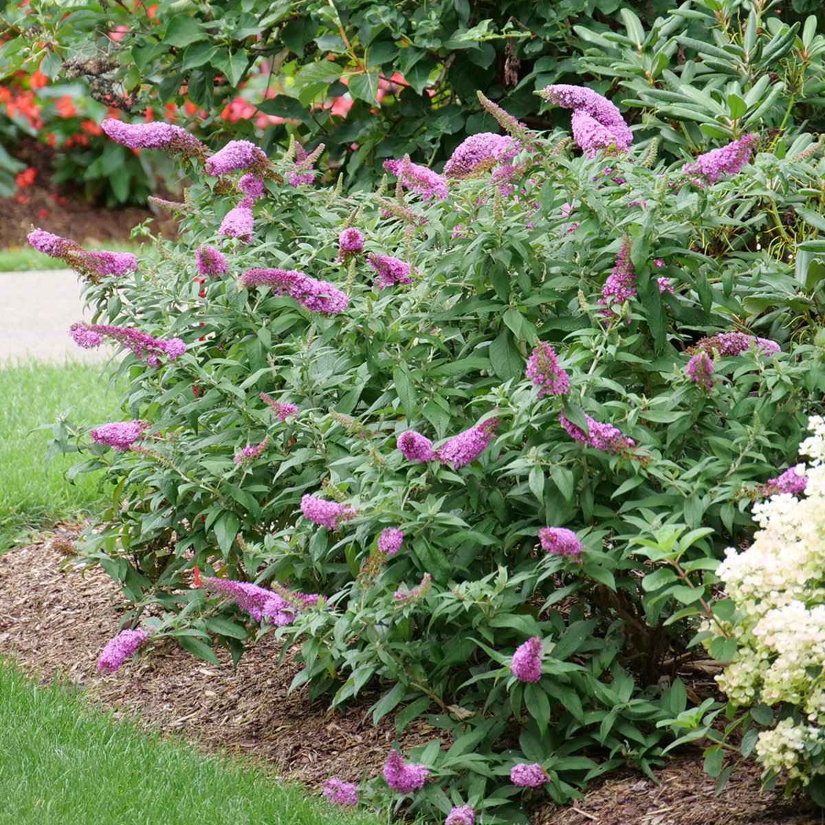 Buddleia X Pugster Pinker Butterfly Bush | SiteOne