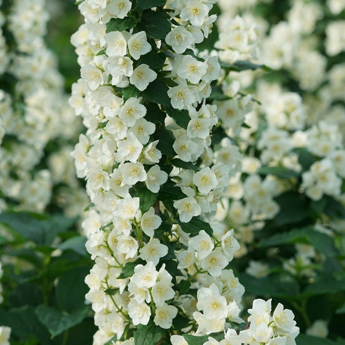 Philadelphus Coronarius Illuminati Tower Mock Orange | SiteOne