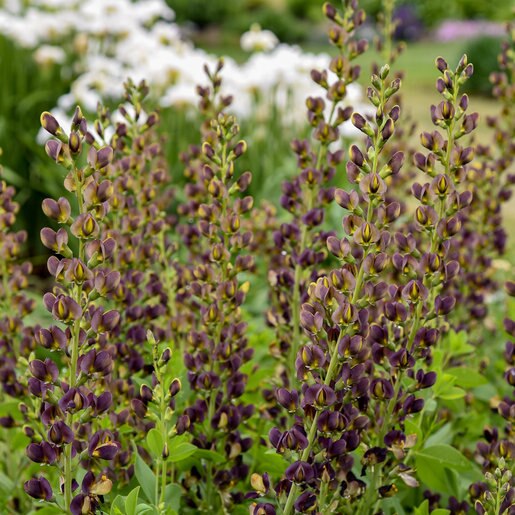 Baptisia X Decadence Dark Chocolate False Indigo | SiteOne