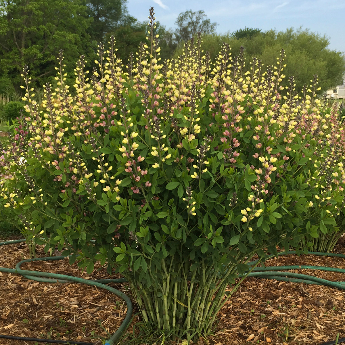 Baptisia X Decadence Pink Lemonade False Indigo | SiteOne