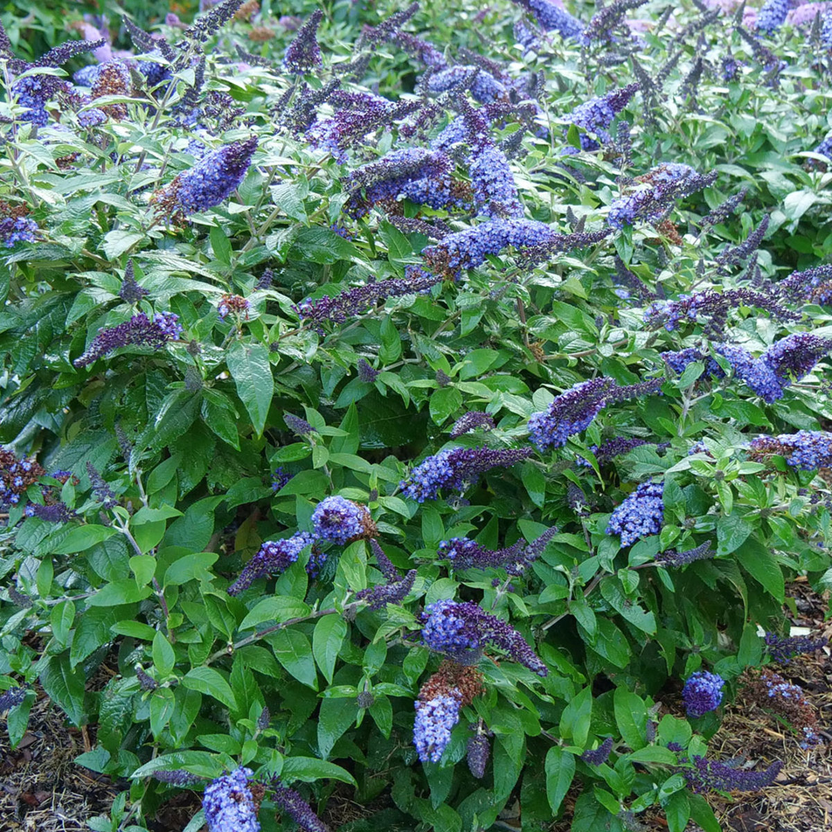 Buddleia X Color Choice Pugster Blue Butterfly Bush | SiteOne