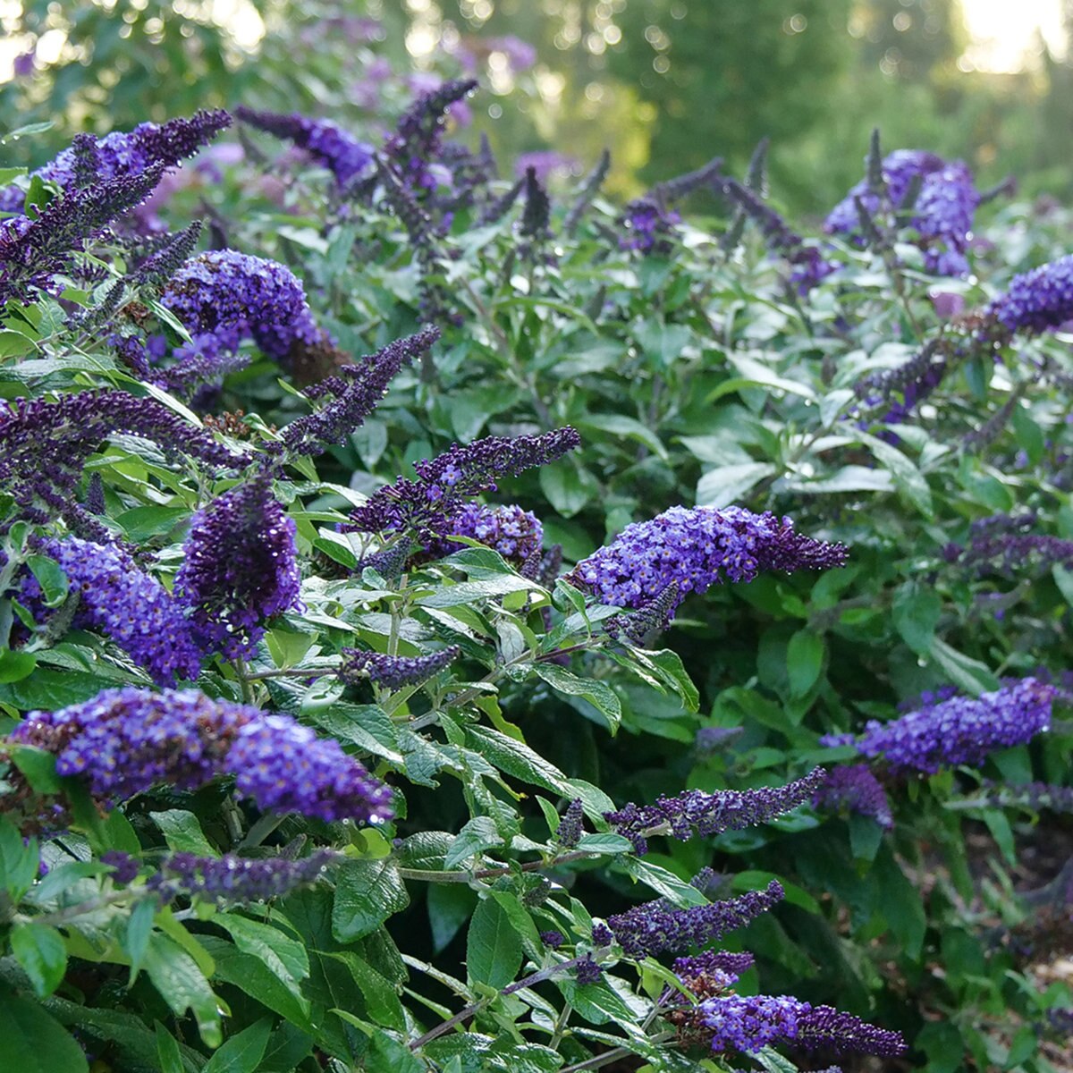 Buddleia X Color Choice Pugster Blue Butterfly Bush | SiteOne