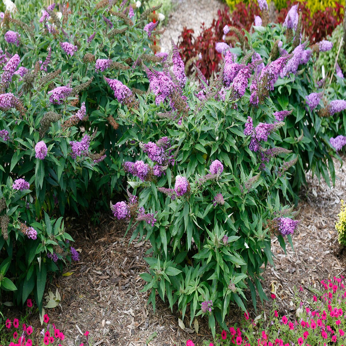 Buddleia X Color Choice Pugster Periwinkle Butterfly Bu | SiteOne