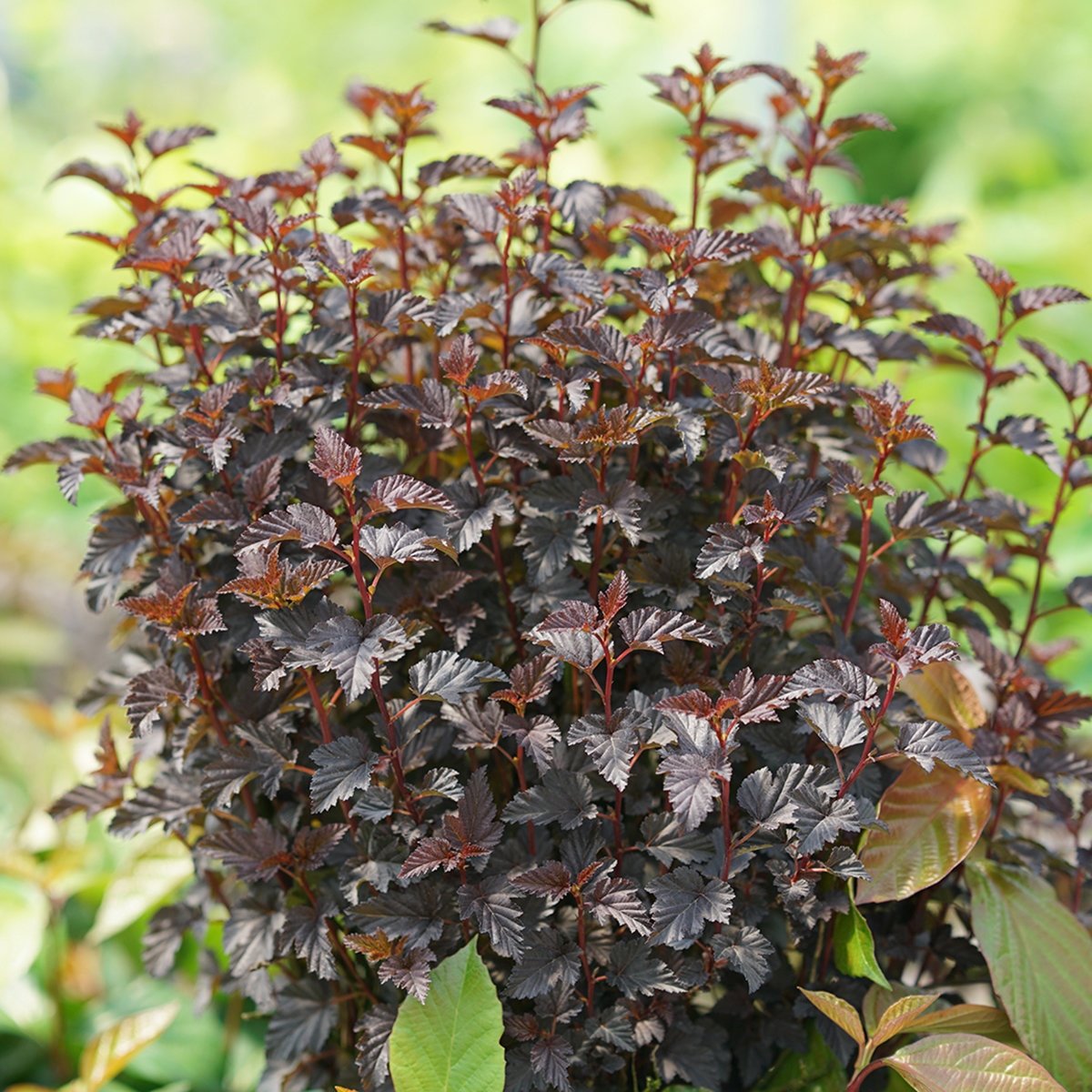 Great Description About Summer Wine Black Ninebark