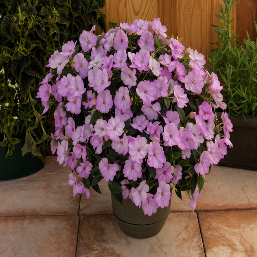 Impatiens X Hybrida SunPatiens Compact Orchid Blush New | SiteOne