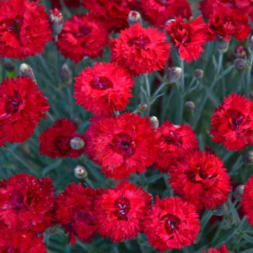 Dianthus X Fruit Punch Marachino Pinks | SiteOne
