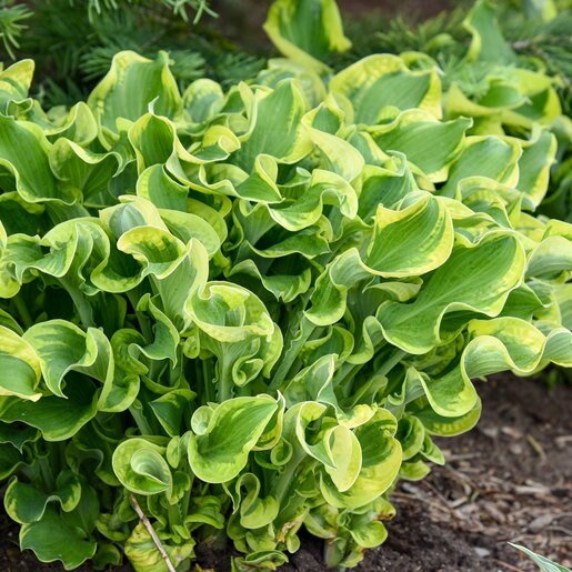 Hosta Shadowland Wheee! Plantain Lily | SiteOne