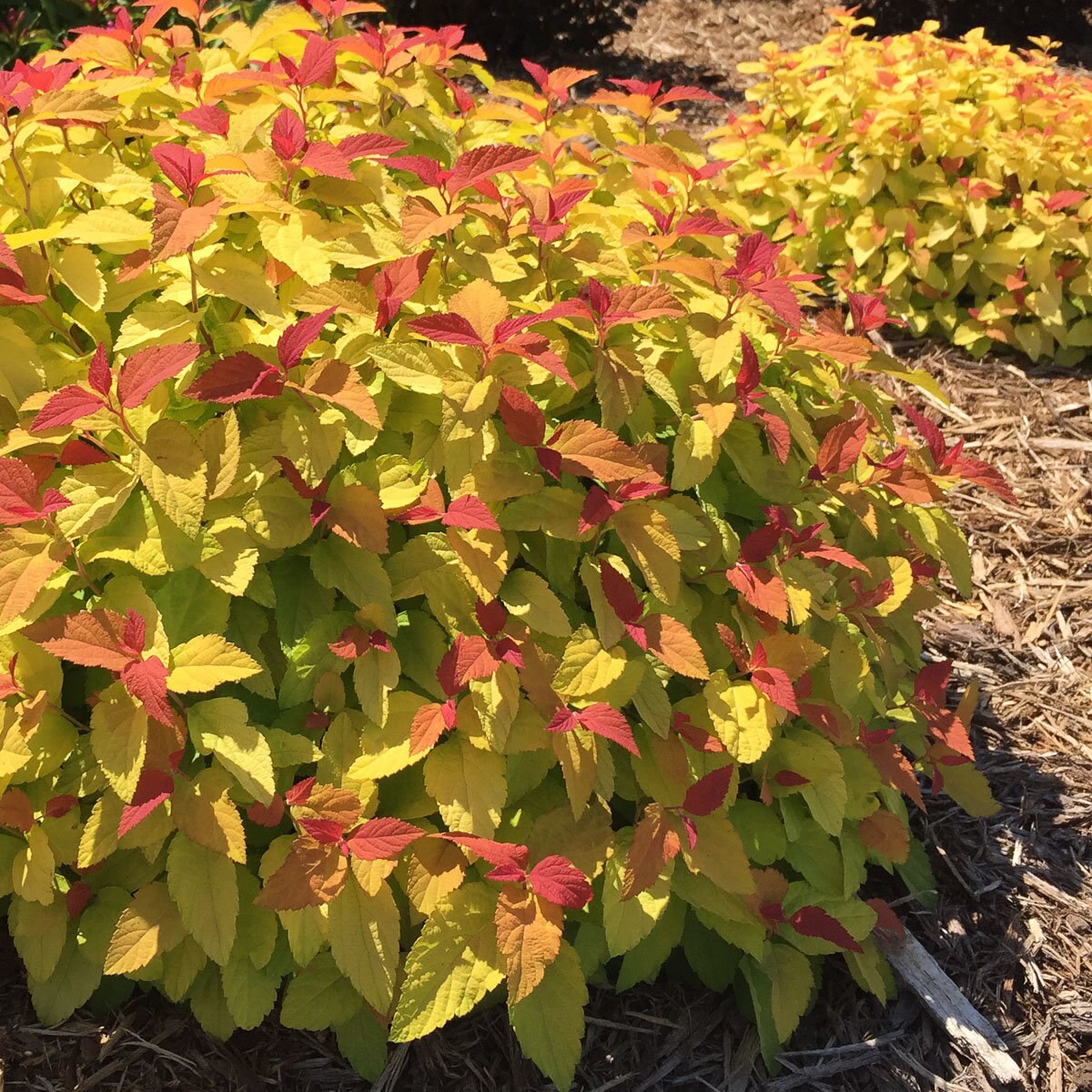 Spiraea Japonica Double Play Candy Corn Spirea | SiteOne