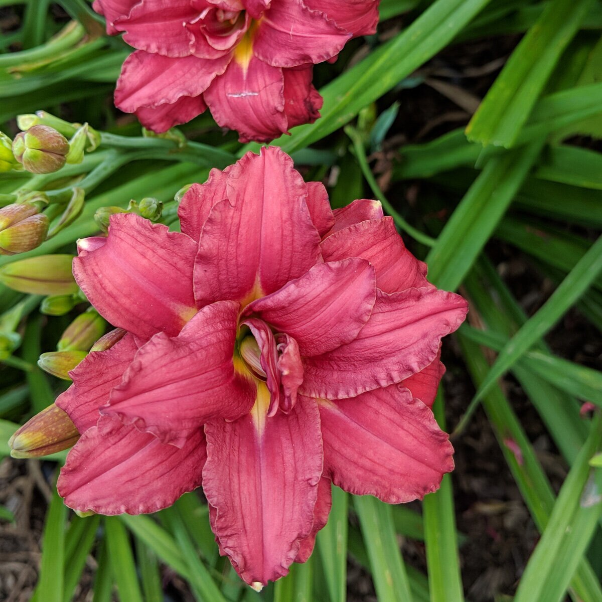Hemerocallis X Double Pardon Me Daylily | SiteOne