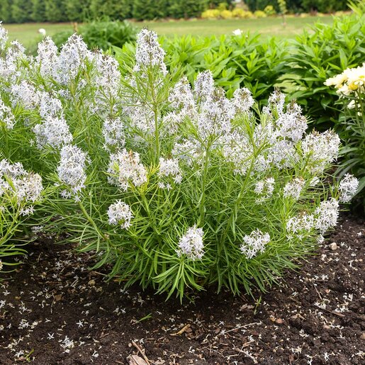 Amsonia X String Theory Bluestar | SiteOne