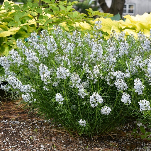 Amsonia X String Theory Bluestar | SiteOne